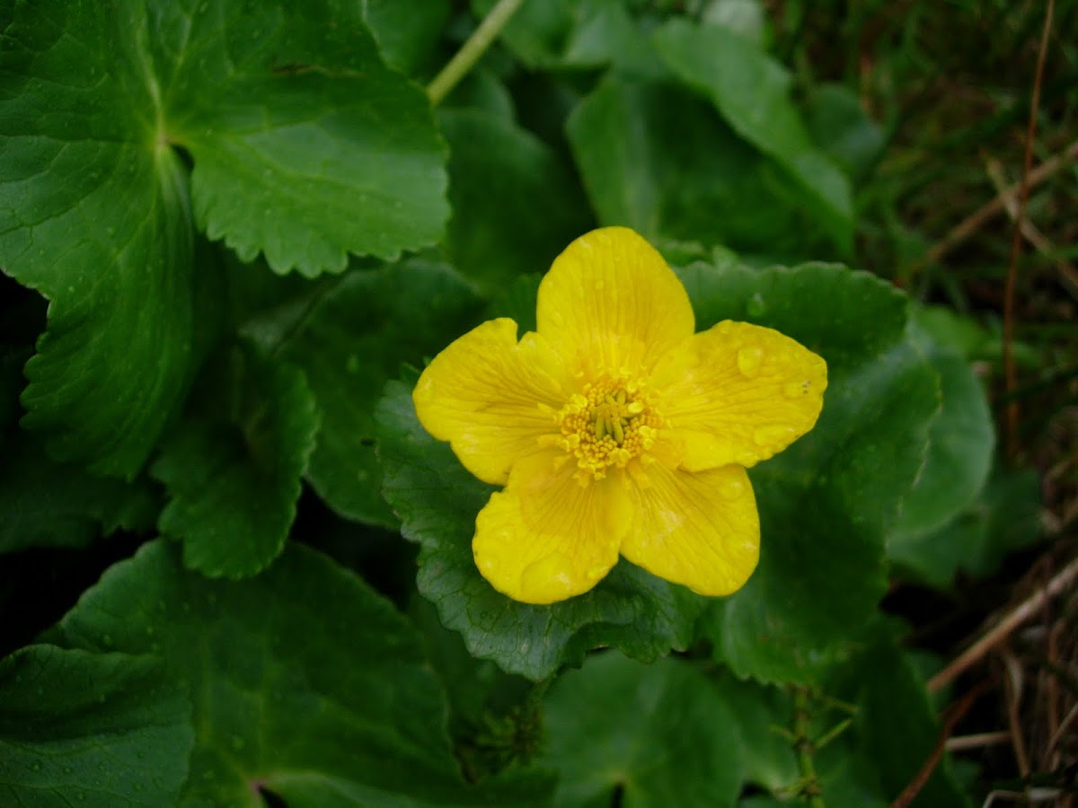Calta palustre. King / Marsh Marigold | Project Noah