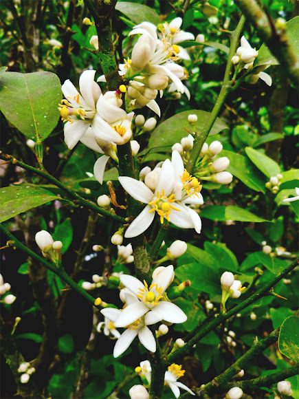 Flor-de-limoeiro | Project Noah