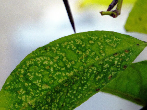 Citrus Leaf Miner | Project Noah