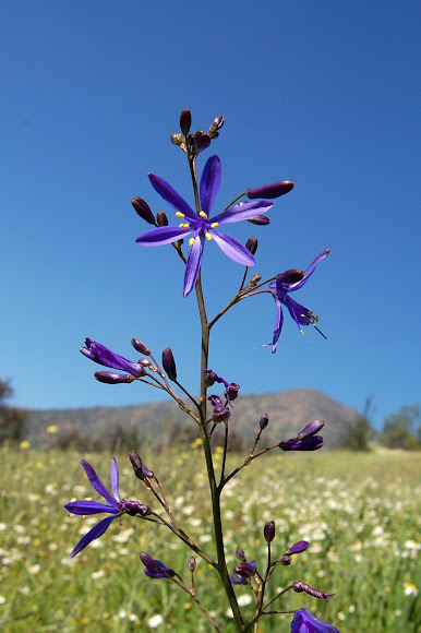 Azulillo | Project Noah