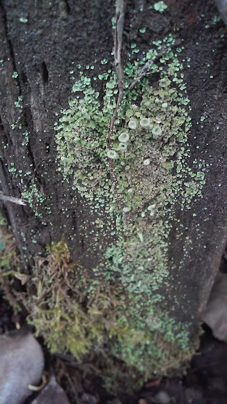 Trumpet Lichen/False Pixie Cup | Project Noah