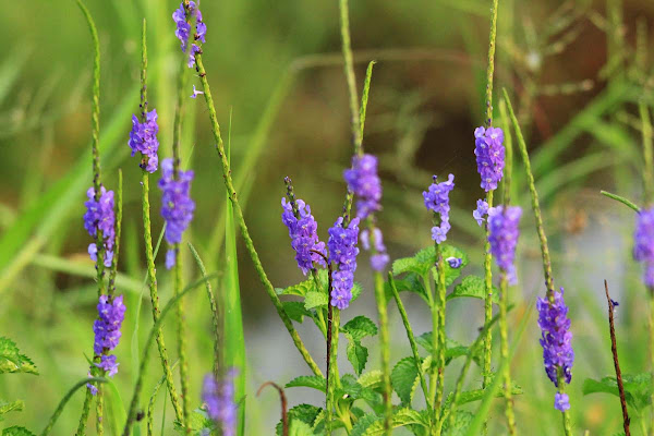 Blue porterweed or Indian Snakeweed | Project Noah