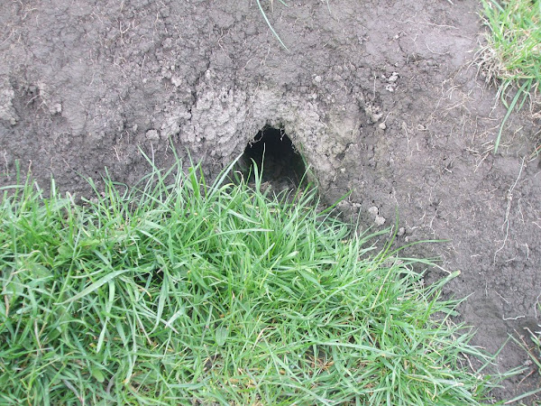 Stoat burrow | Project Noah