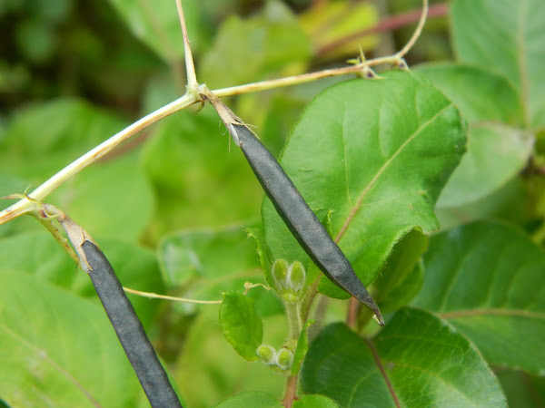 Black-Pod Vetch | Project Noah