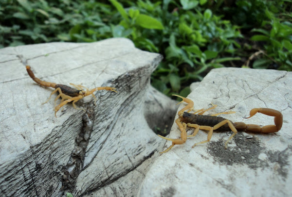 Alacrán | Project Noah