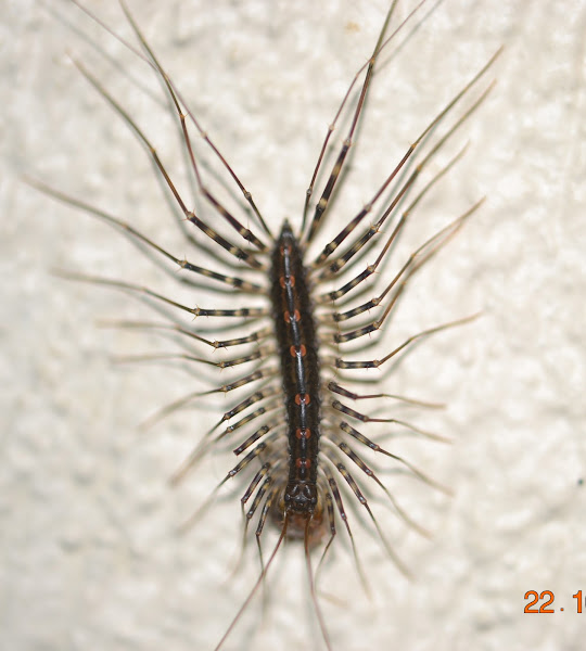 House centipede | Project Noah