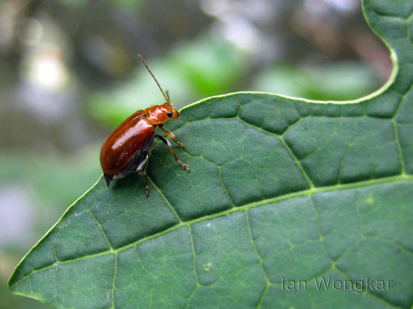 Tansy Ragwort Flea Beetle | Project Noah