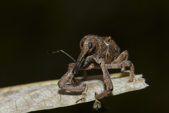 Elephant Weevil | Project Noah
