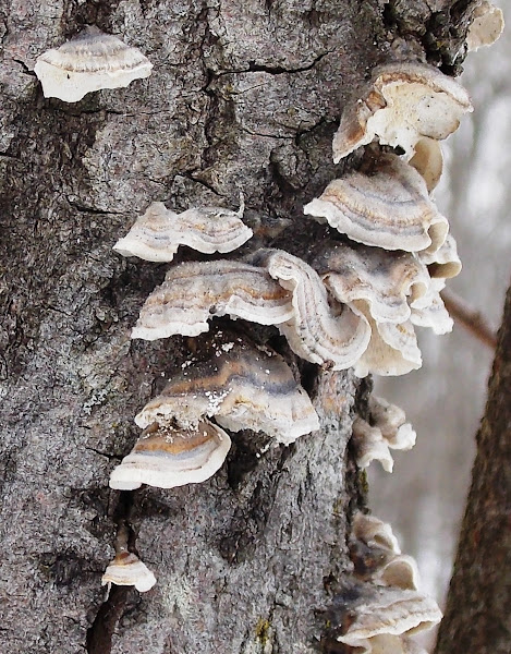 Many-colored Polypore | Project Noah