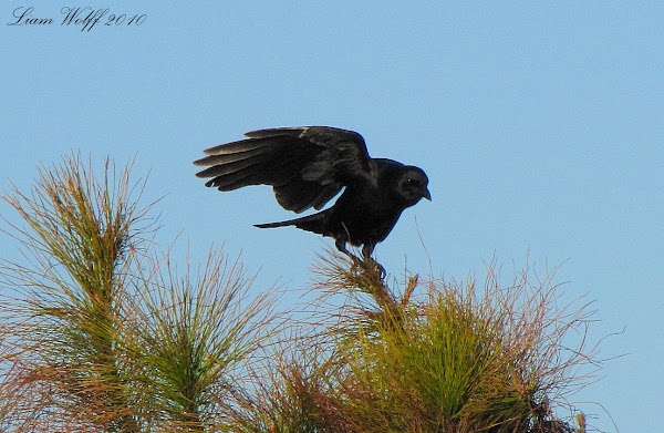 American Crow | Project Noah