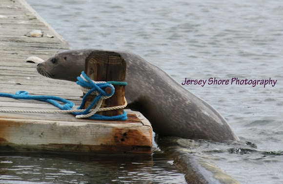 Atlantic Harbor Seal | Project Noah