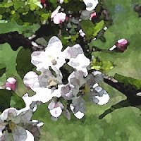 Apple | Project Noah