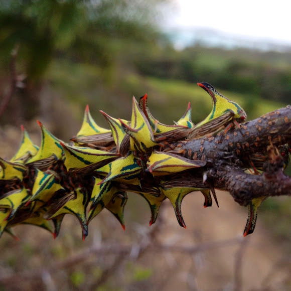 Thorn bug | Project Noah