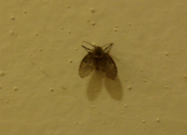 Bathroom Fly | Project Noah