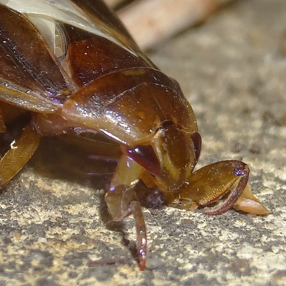 Small Giant Waterbug | Project Noah