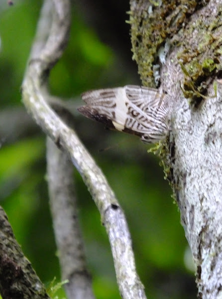 dirce beauty | Project Noah