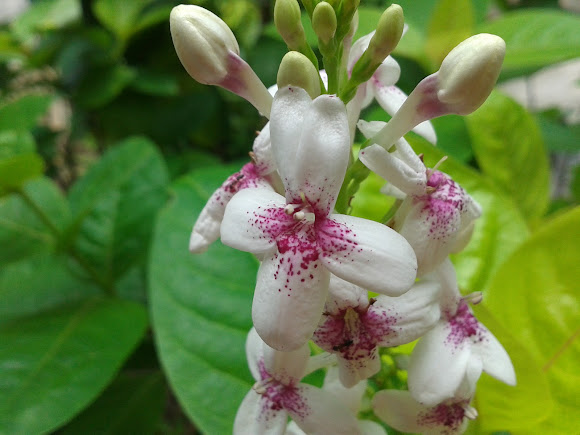 Yellow-Vein Eranthemum / Golden Pseuderanthemum | Project Noah