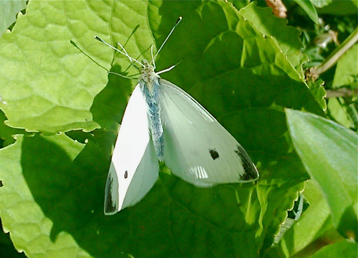 Cabbage White Butterfly (Male) | Project Noah