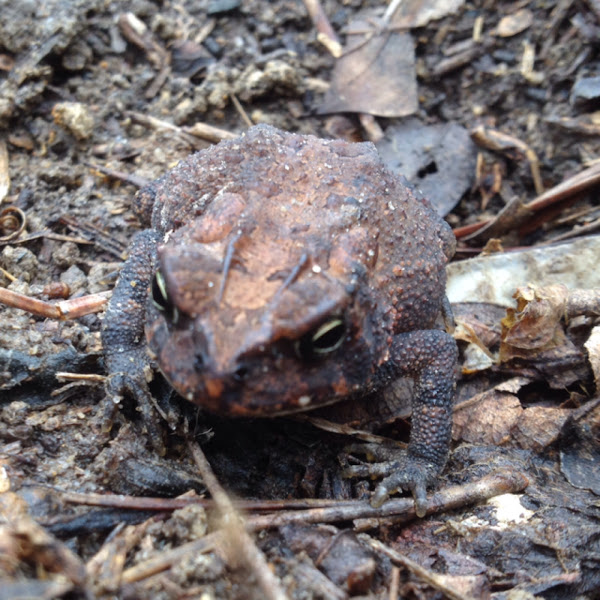 Southern Toad | Project Noah