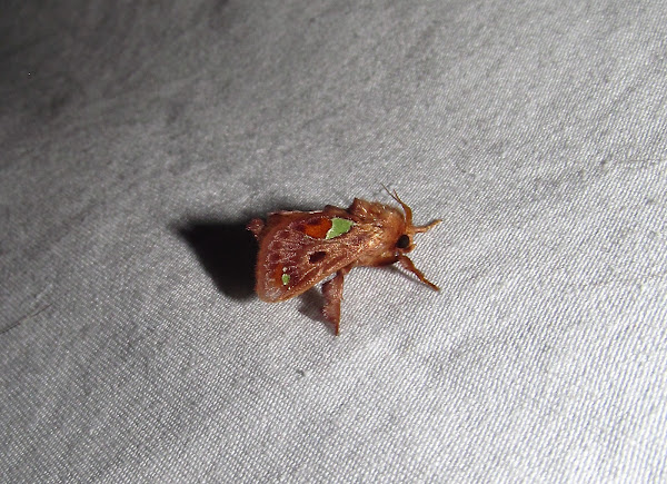 Spiny Oak Slug Moth | Project Noah