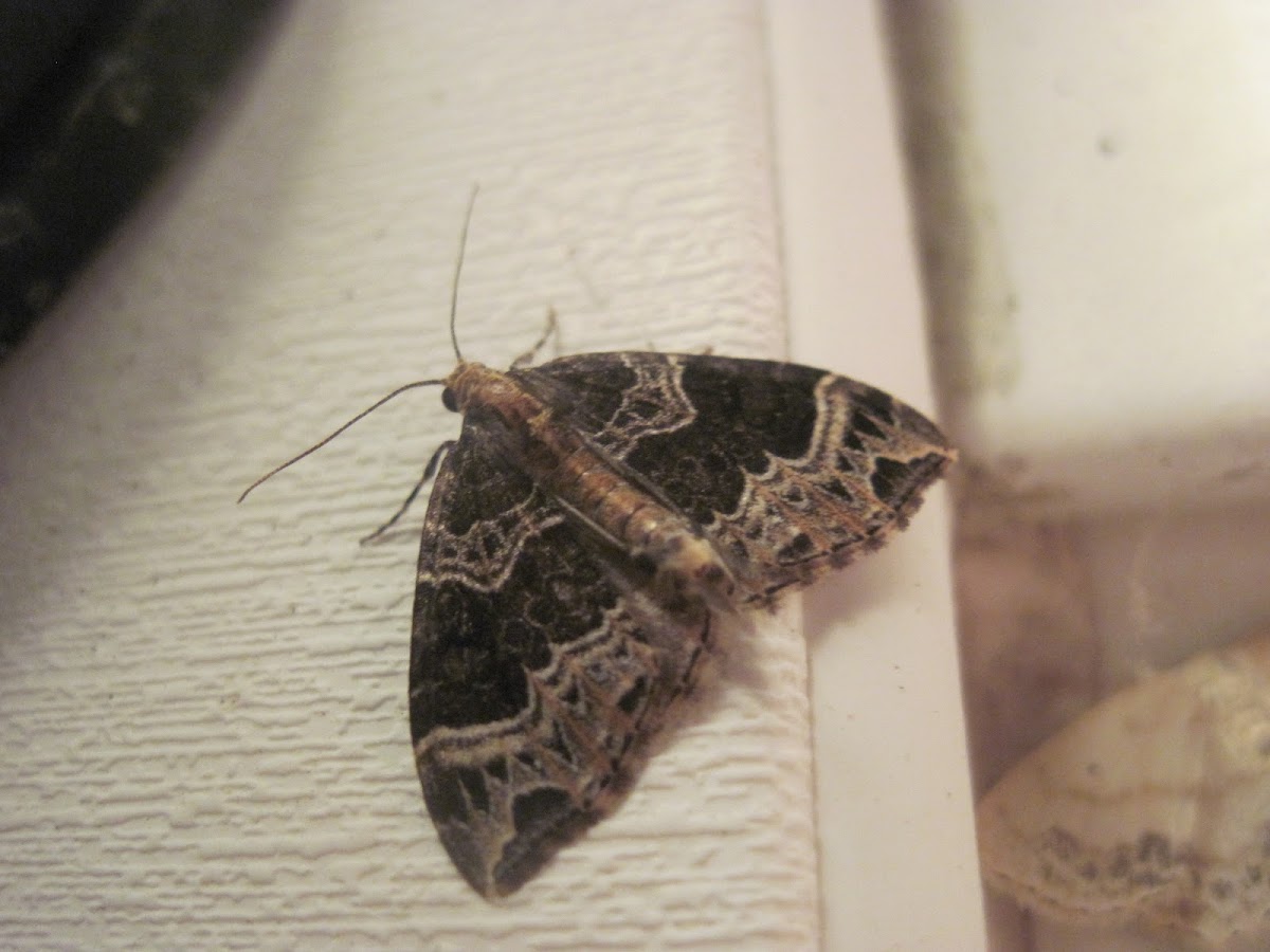 Small Phoenix | Project Noah