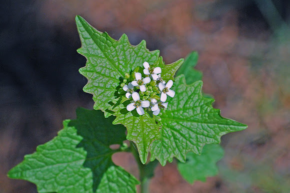 Garlic Mustard Flower | Project Noah