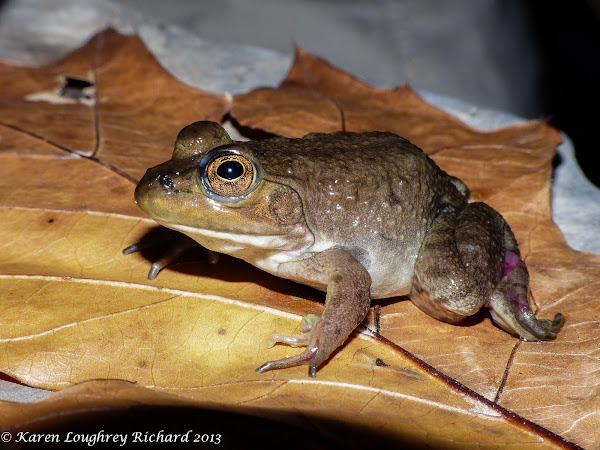 American bullfrog | Project Noah
