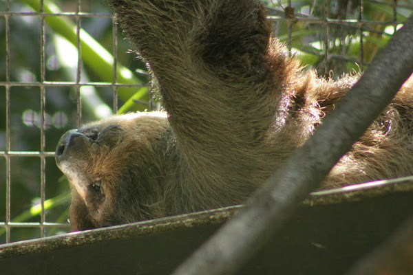 Linnaeus's Two-toed Sloth | Project Noah