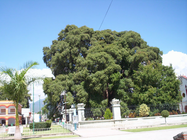 Árbol del Thule, taxodium | Project Noah