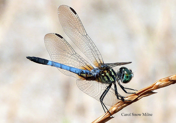 Blue Dasher Dragonfly | Project Noah