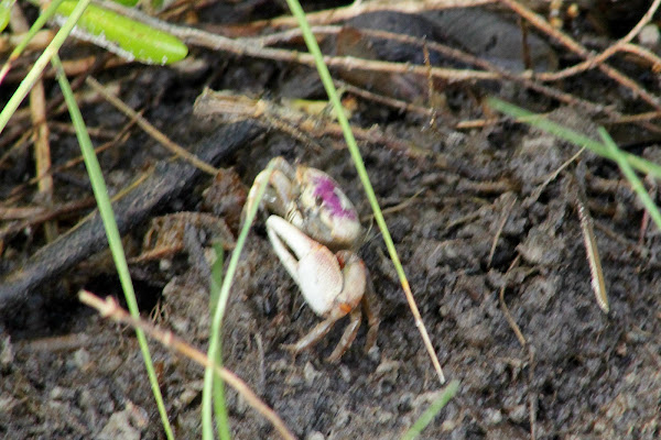Sand Fiddler Crab | Project Noah