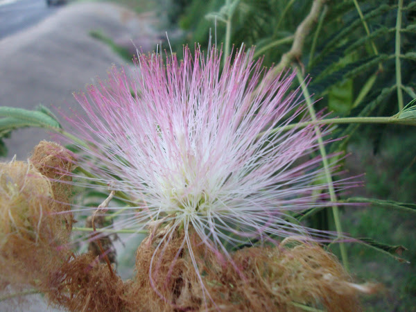 Mimosa | Project Noah