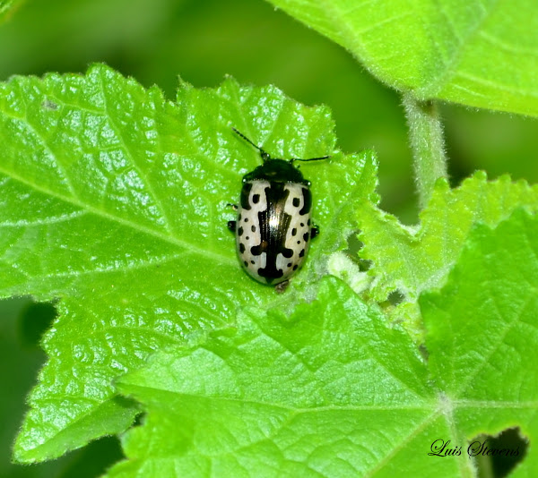 Caligraphy Beetle | Project Noah