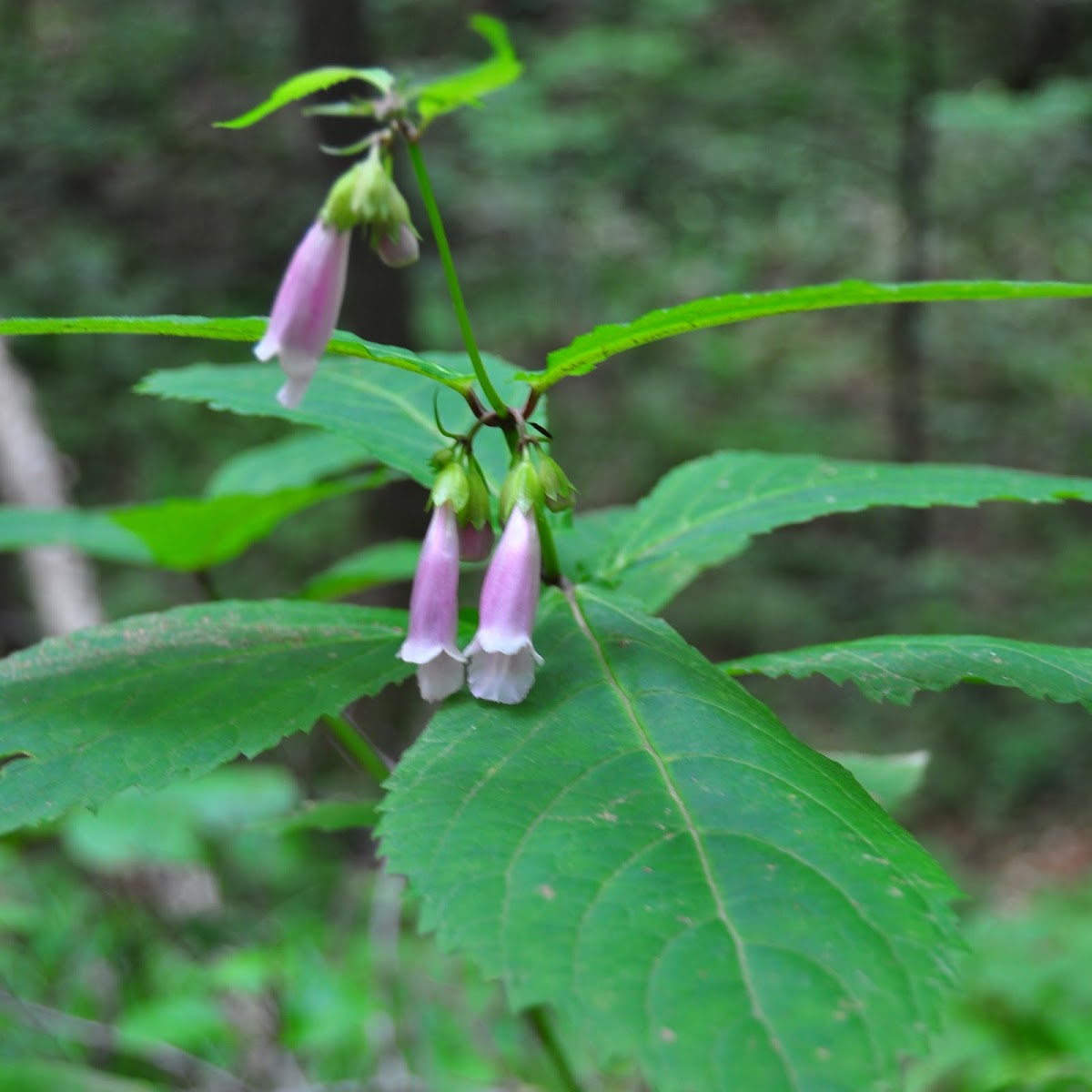 Chelonopsis moschata | Project Noah