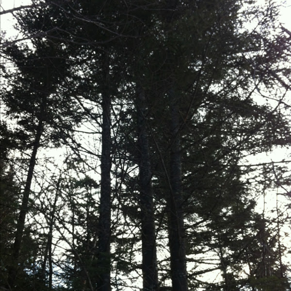 Spruce | Project Noah