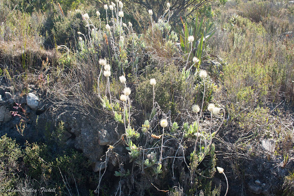 Cape everlasting | Project Noah