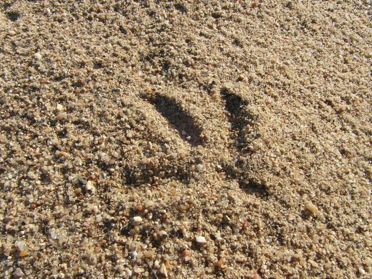 White stork (footprints) | Project Noah