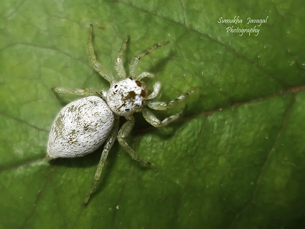 White Jumping Spider | Project Noah