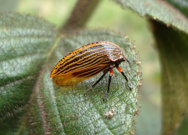 Membracid Tree hopper | Project Noah