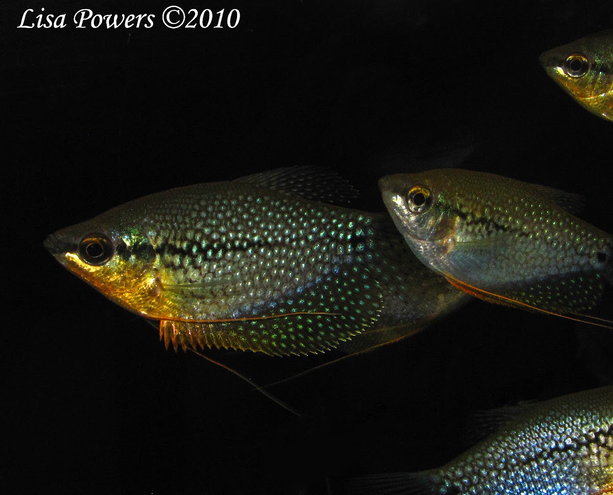 Pearl gourami or Lace gourami | Project Noah