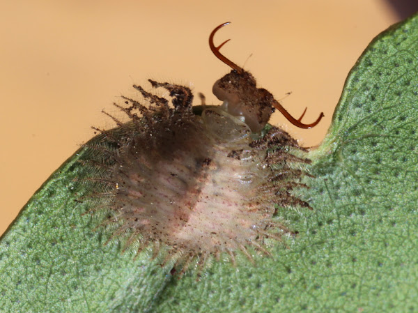 Owlfly (larva) | Project Noah