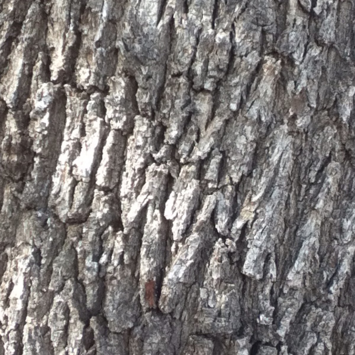 Texas Live Oak Project Noah