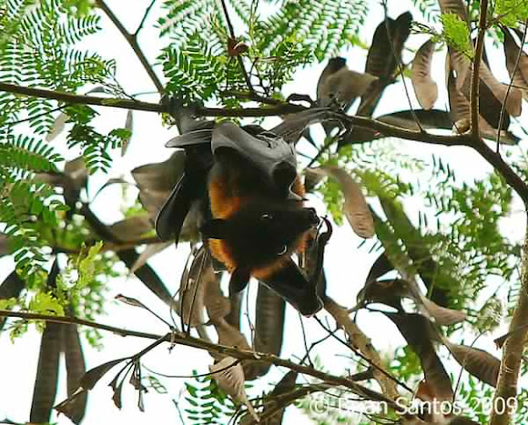 Giant golden-crowned flying fox | Project Noah