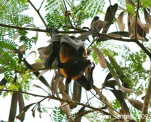 Giant golden-crowned flying fox | Project Noah