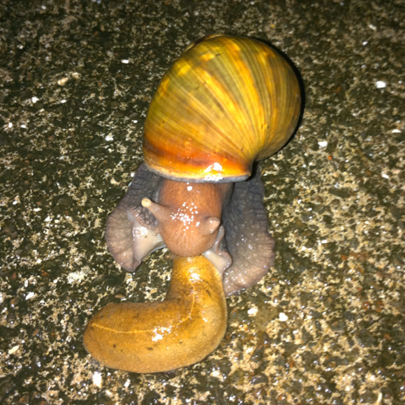 African Snail and Cuban Slug | Project Noah