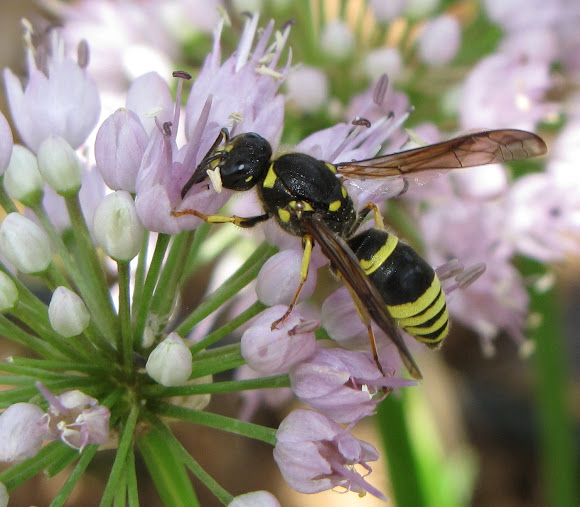 Mason wasp | Project Noah
