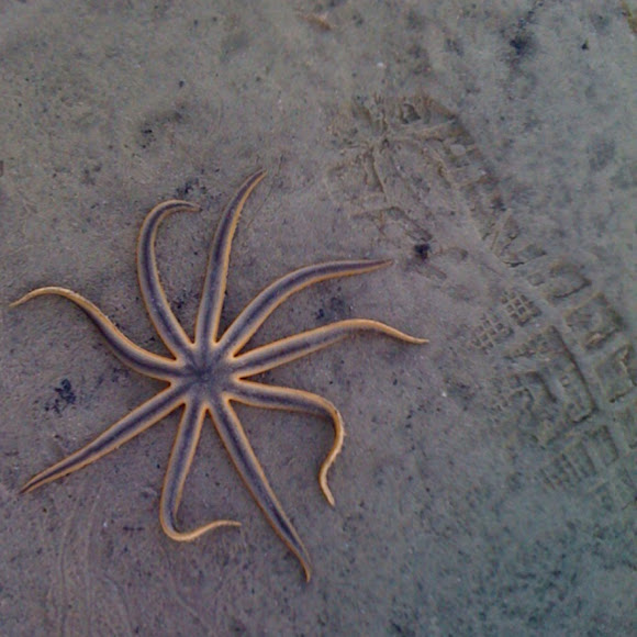 Nine Armed Sea Star | Project Noah
