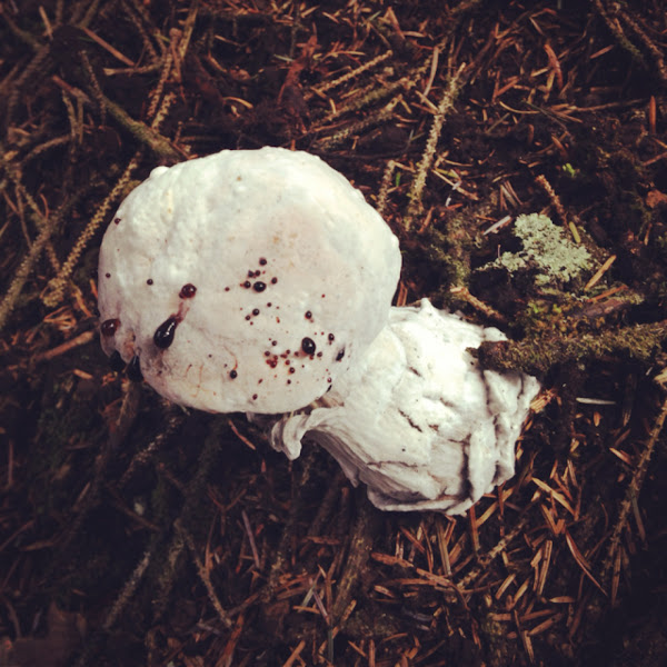 Bleeding Tooth Fungus | Project Noah