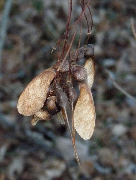 Maple seeds | Project Noah