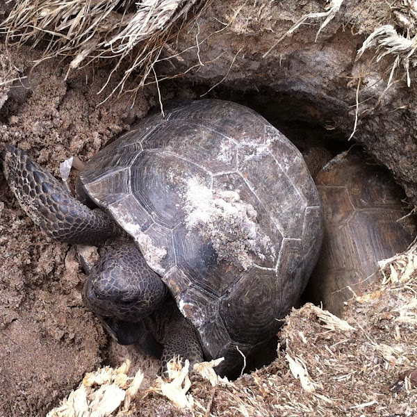 Gopher Tortoise | Project Noah